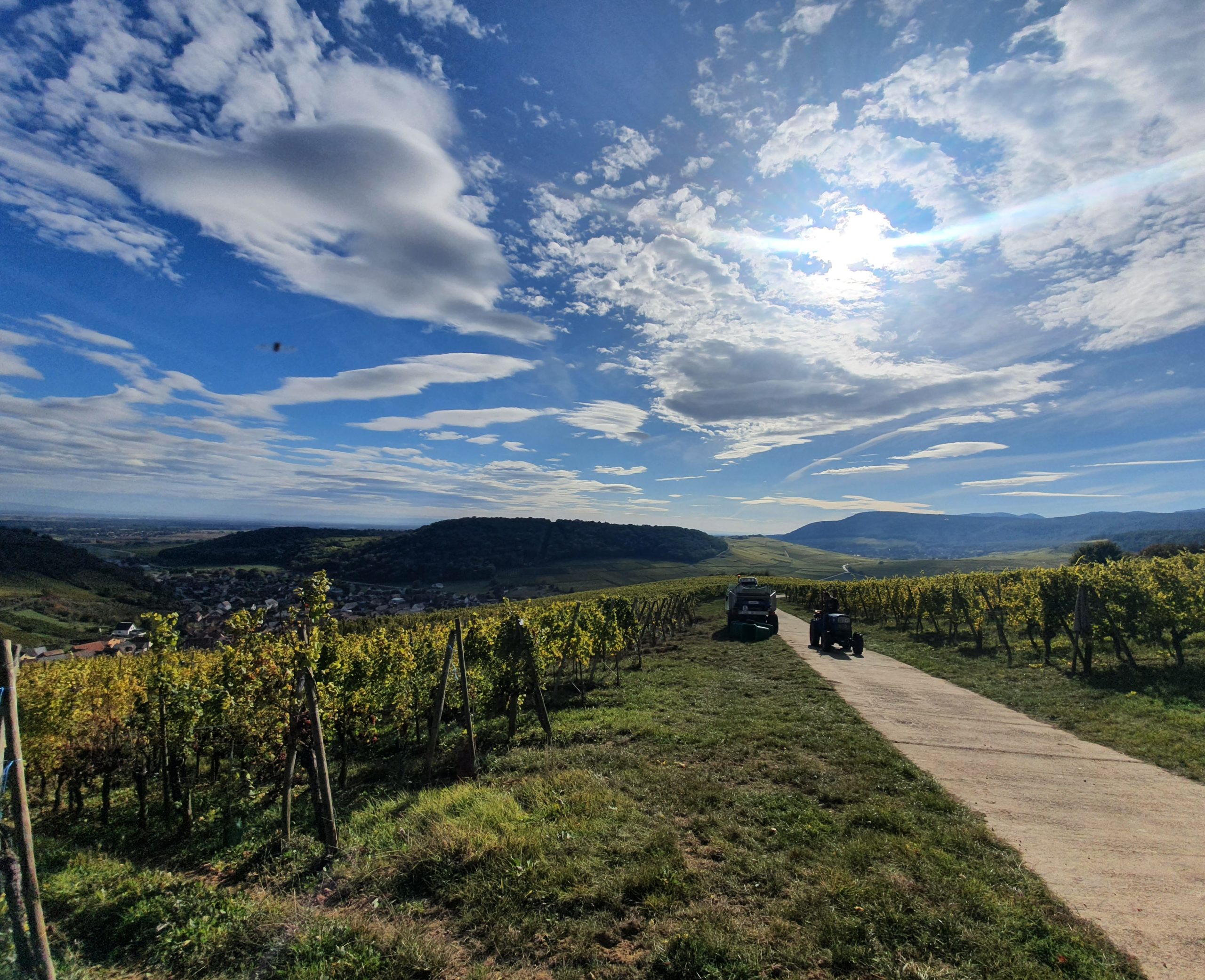 Vintage 2021 - Grands Crus Alsace Pfaffenheim